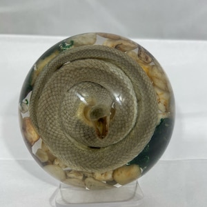 Real 4 Snake Encased in Half Dome of Resin Poised to Strike - Etsy