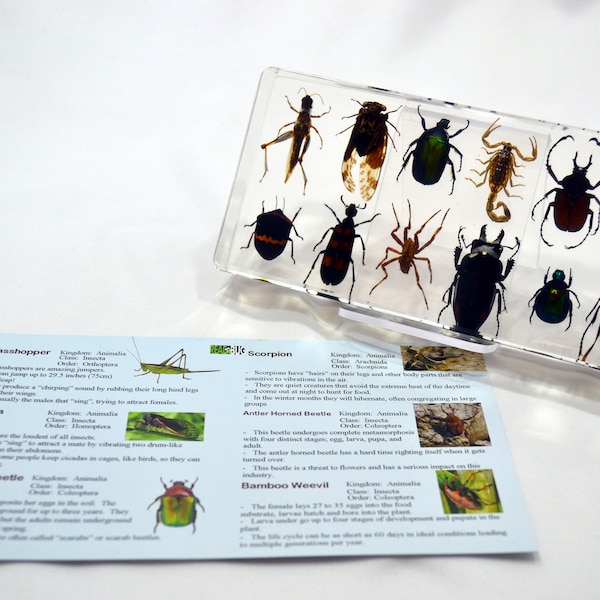 Insect Collection - Etsy