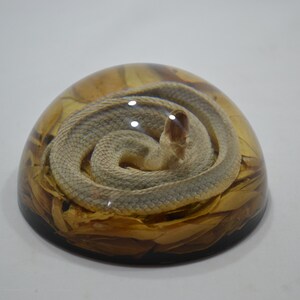 Real 4 Snake Encased in Half Dome of Resin Poised to Strike - Etsy