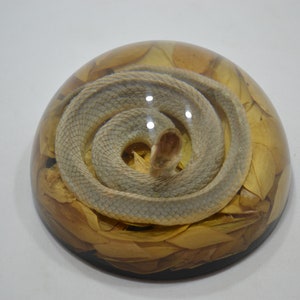 Real 4 Snake Encased in Half Dome of Resin Poised to Strike - Etsy