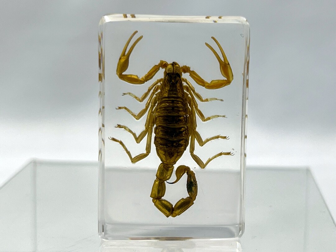 1.1" Cuboid Scorpion Paperweight - Etsy