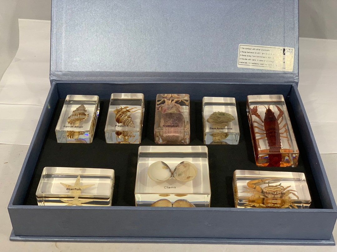 8-pc Resin-encased Marine Animals Box Set - Etsy