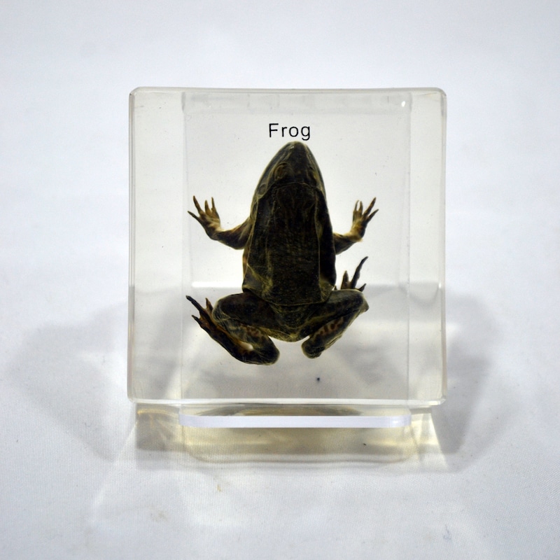 Real Frog - Etsy