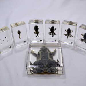 Frog Lifecycle Paperweight Collection for Kids–biology Education ...