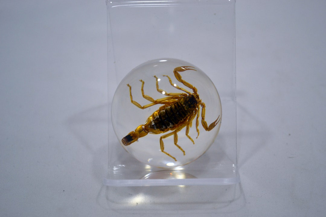 1.9 Half-globe Scorpion Paperweight - Etsy