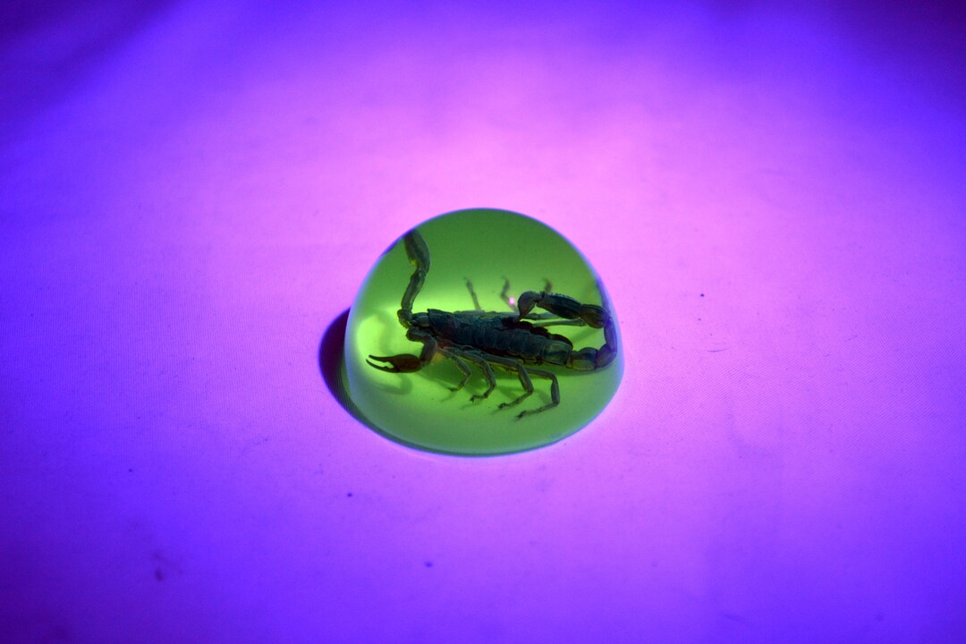 Glow-in-the-dark Half-globe Scorpion Paperweight - Unique Resin-encased ...