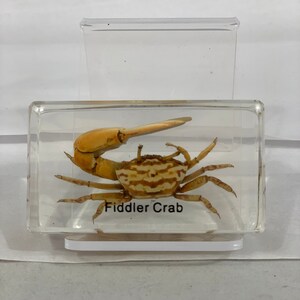 8-pc Resin-encased Marine Animals Box Set - Etsy