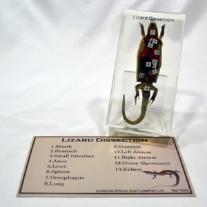 Educational Lizard Dissection Captured in Resin - Etsy