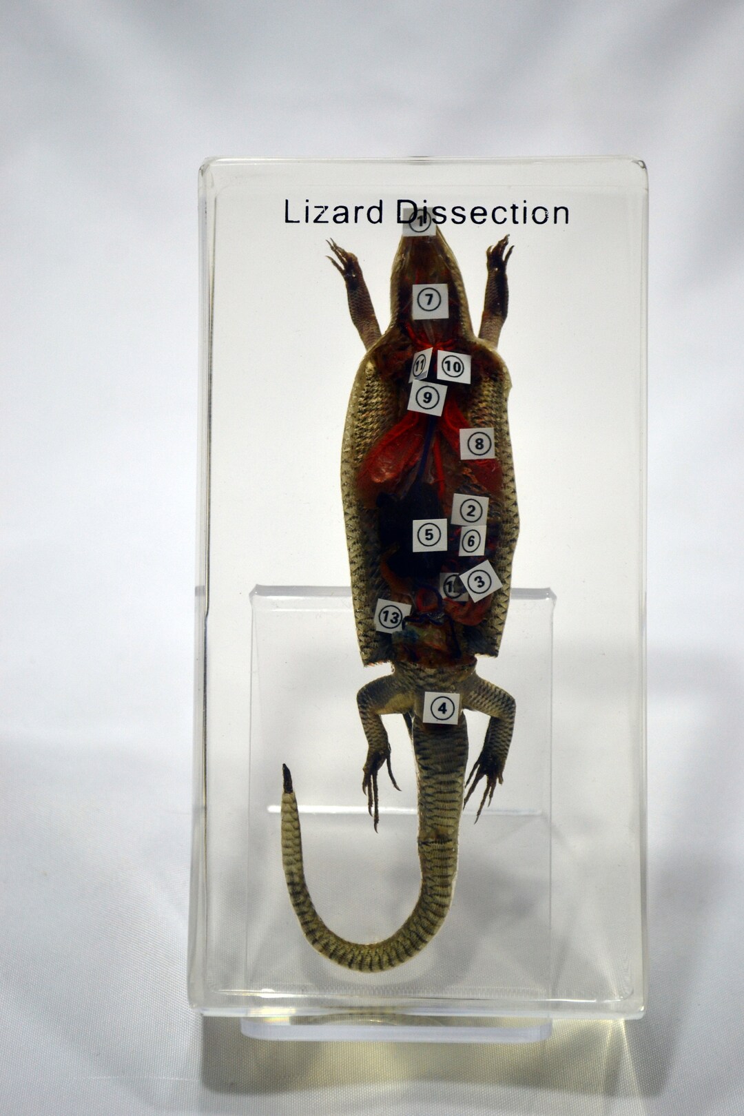 Educational Lizard Dissection Captured in Resin - Etsy