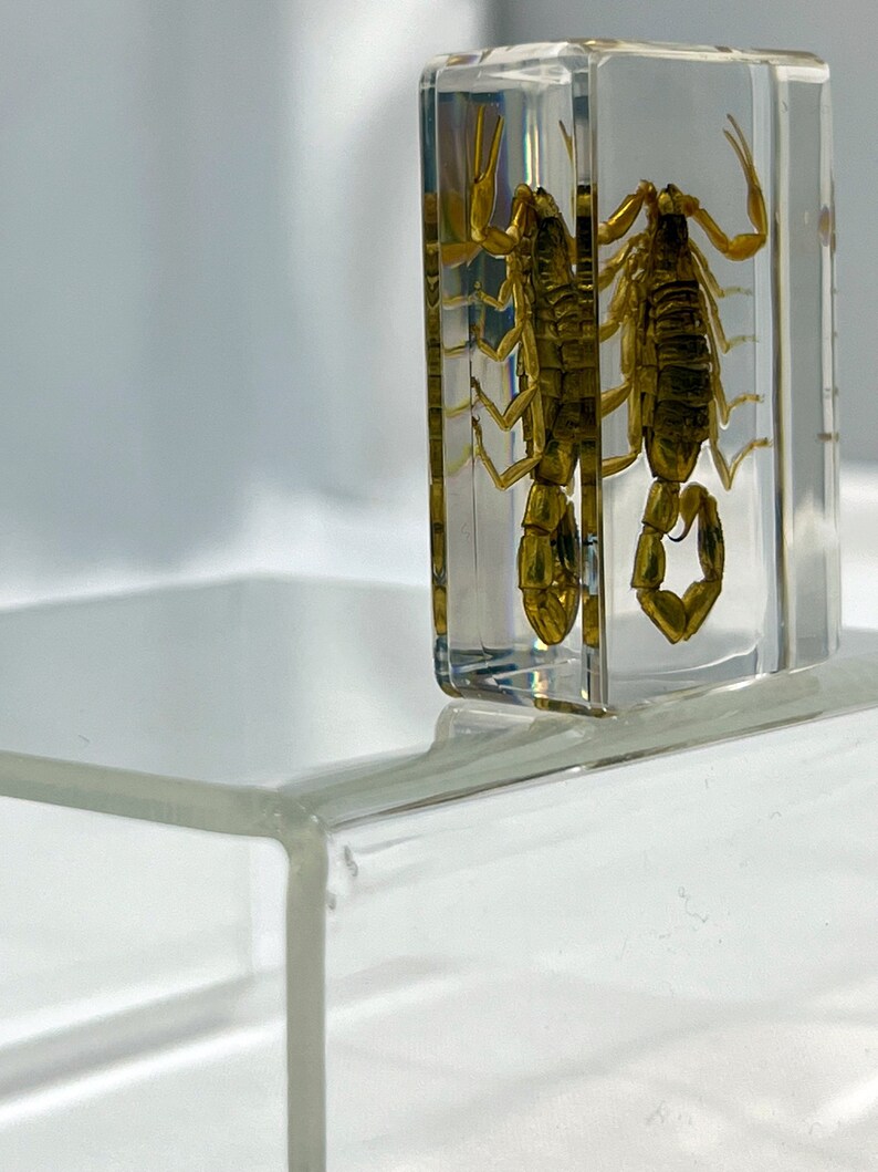 1.1 Cuboid Scorpion Paperweight - Etsy