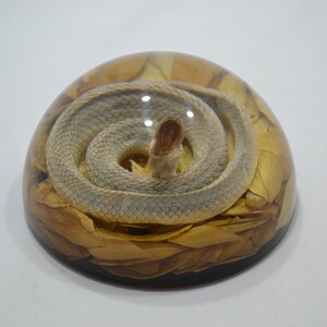 Real 4 Snake Encased in Half Dome of Resin Poised to Strike - Etsy