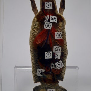 Educational Lizard Dissection Captured in Resin - Etsy