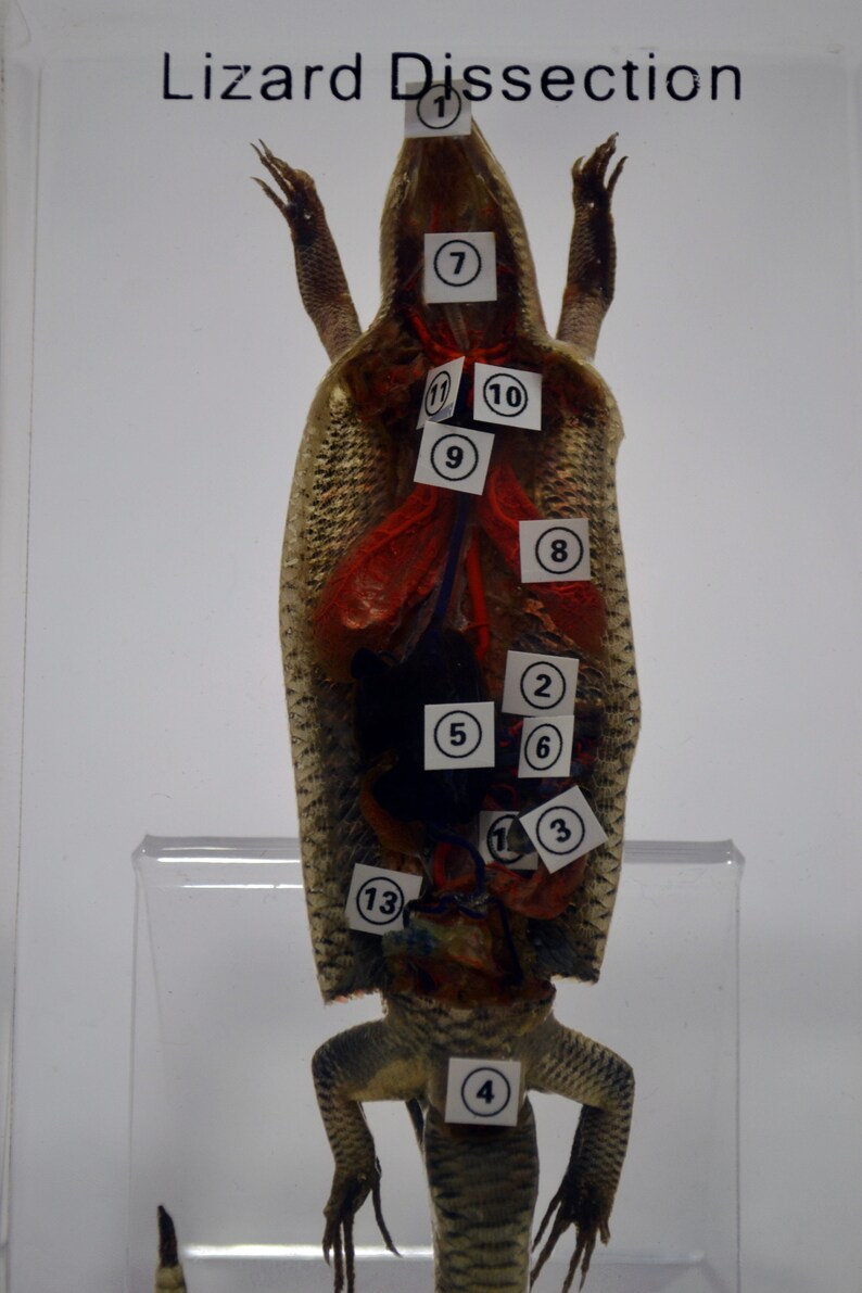Educational Lizard Dissection Captured in Resin - Etsy
