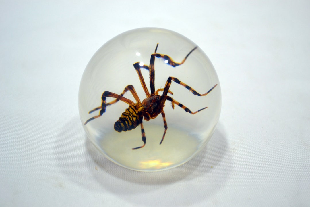 2.1 Spider Globe Real Spider Preserved in Resin - Etsy