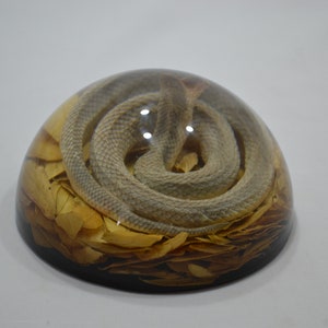 Real 4 Snake Encased in Half Dome of Resin Poised to Strike - Etsy