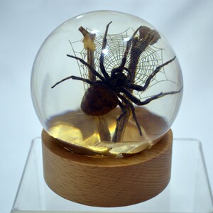 3.1 Spider Globe W/wood Base - Etsy