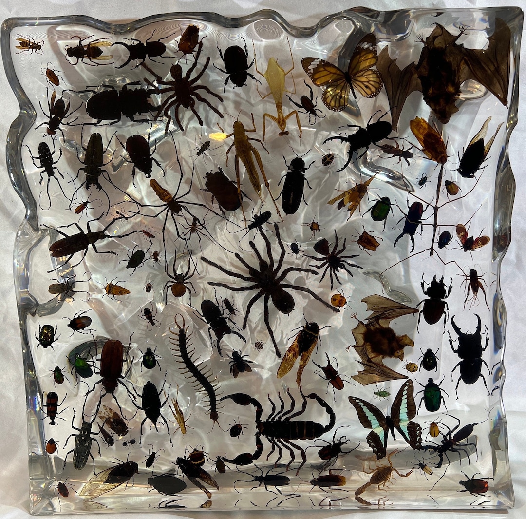 100 REAL Bug Display in Flat Freeform Acrylic Block - 17.7x17.7x2.4 - Etsy