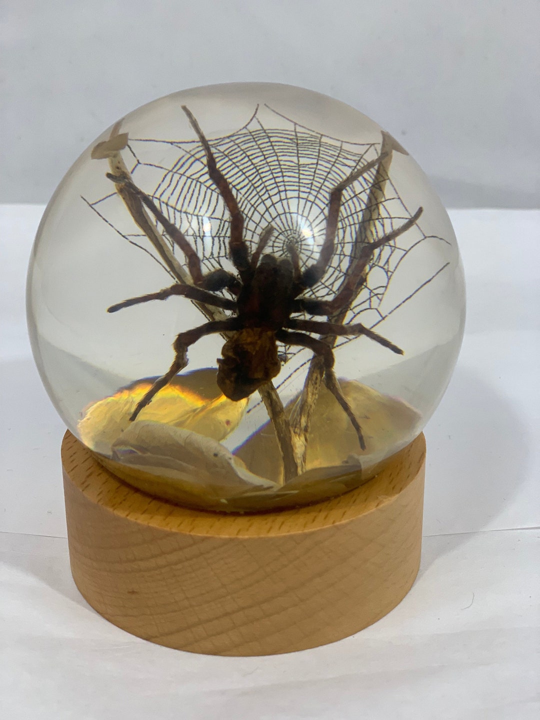 3.1 Spider Globe W/wood Base - Etsy