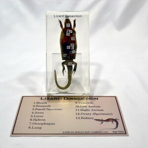 Educational Lizard Dissection Captured in Resin - Etsy