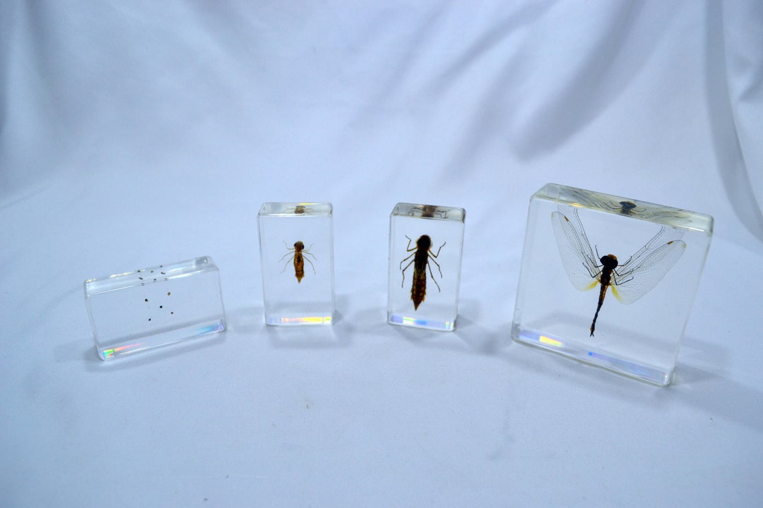 Dragonfly Lifecycle Paperweight Collection for Kids–biology Education ...