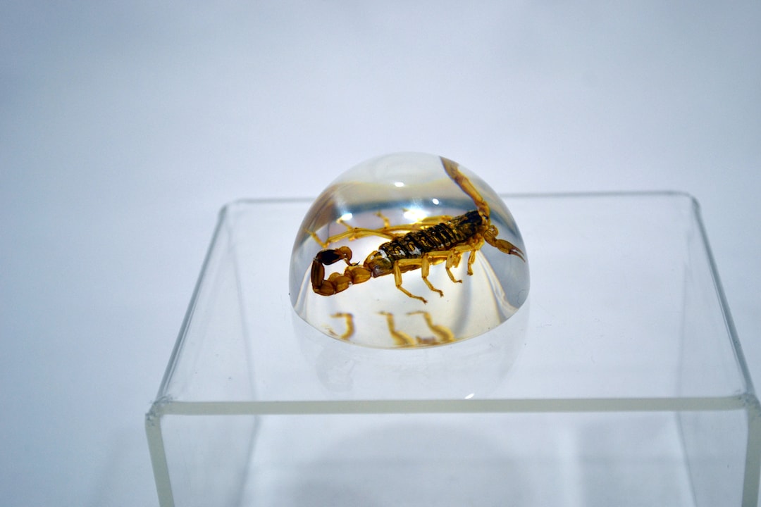 1.9" Half-globe Scorpion Paperweight - Etsy