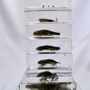 Frog Lifecycle Paperweight Collection for Kids–biology Education ...