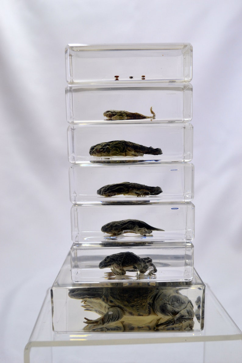 Frog Lifecycle Paperweight Collection for Kids–biology Education ...