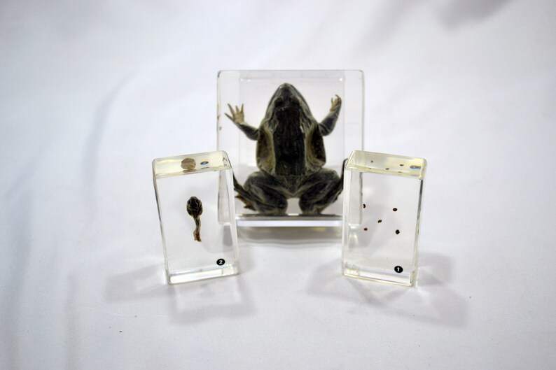 Frog Lifecycle Paperweight Collection for Kids–biology Education ...