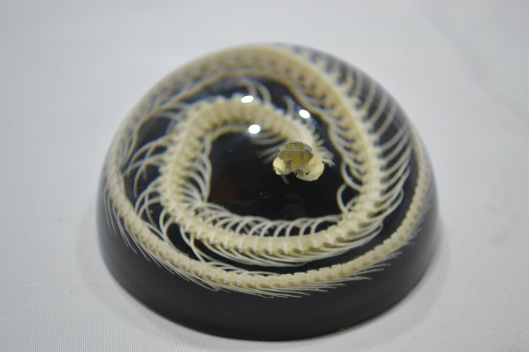 3.5" Non-venomous Snake Skeleton Encased in Half Globe of Resin - Etsy