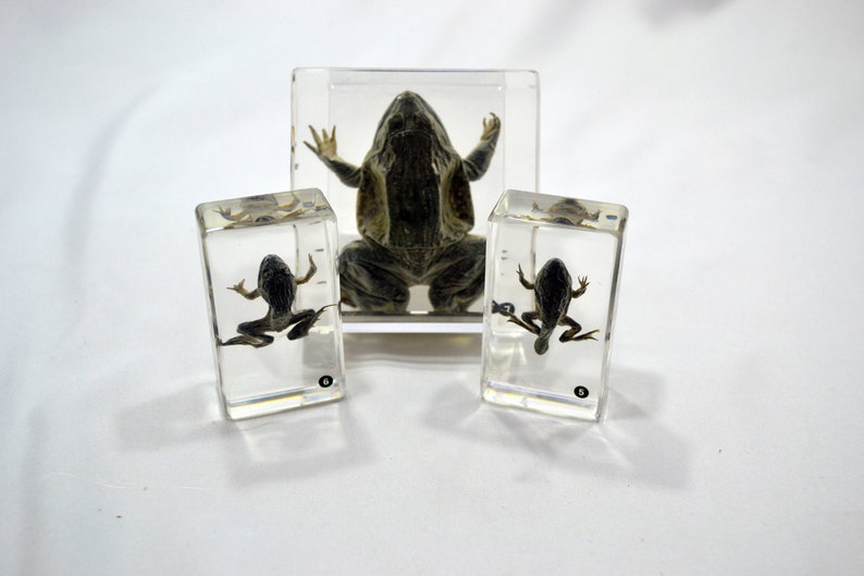 Frog Lifecycle Paperweight Collection for Kids–biology Education ...