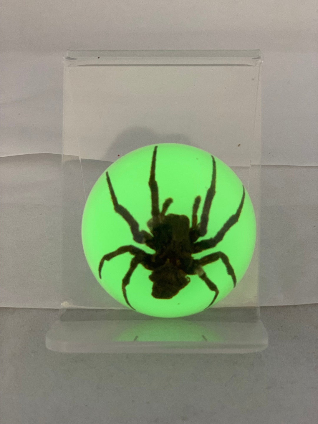 Glow-in-the-dark Half-globe Spider Paperweight - 1.9 Inches - Etsy