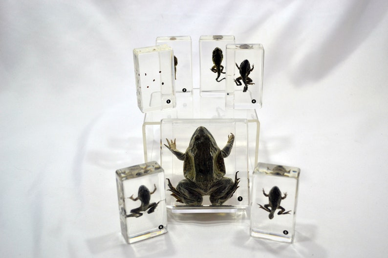 Frog Lifecycle Paperweight Collection for Kids–biology Education ...
