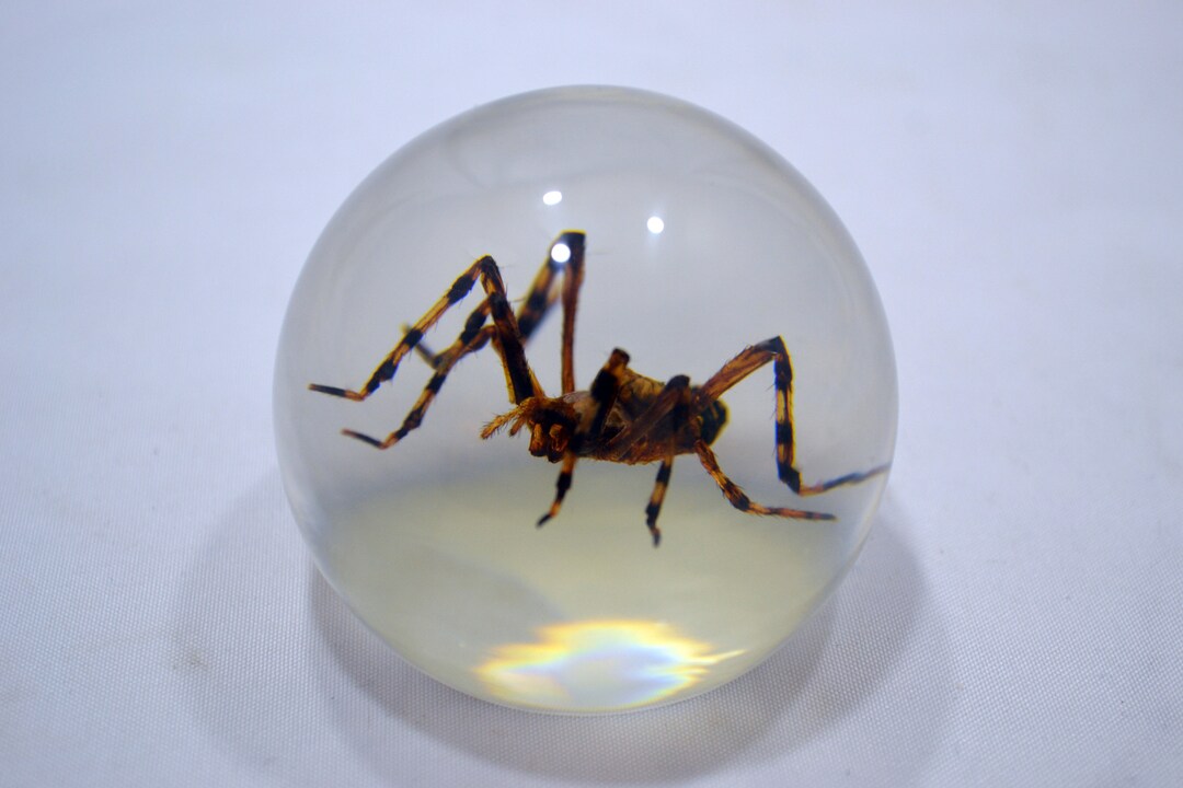 2.1 Spider Globe Real Spider Preserved in Resin - Etsy