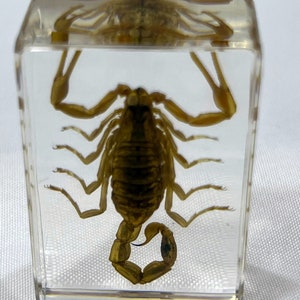 1.1 Cuboid Scorpion Paperweight - Etsy