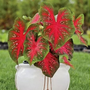 Rare Caladium Red Flash Live Plant Bulbs Thrives in Heat and Humidity ...