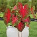 Rare Caladium Red Flash Live Plant Bulbs Thrives in Heat and Humidity ...