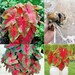 Rare Caladium Red Flash Live Plant Bulbs Thrives in Heat and Humidity ...