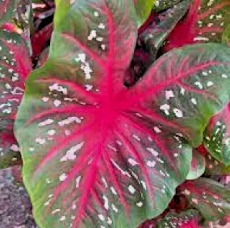 Rare Caladium Red Flash Live Plant Bulbs Thrives in Heat and Humidity ...