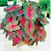 Rare Caladium Red Flash Live Plant Bulbs Thrives in Heat and Humidity ...