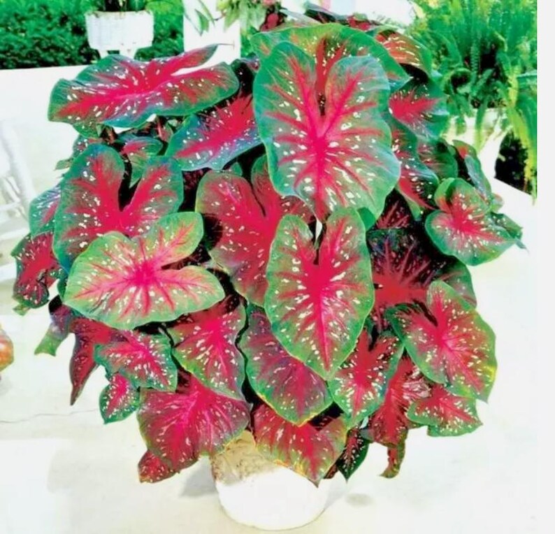 Rare Caladium Red Flash Live Plant Bulbs Thrives in Heat and Humidity ...