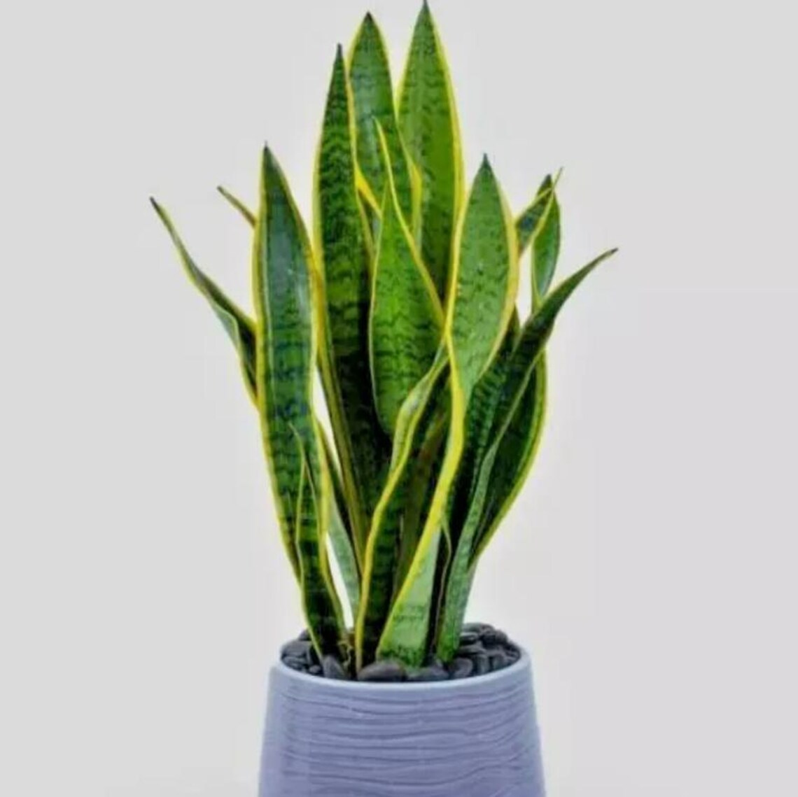 Rare Growing Snake Live Plant Houseplant Fresh Rooted Cuttings Node ...