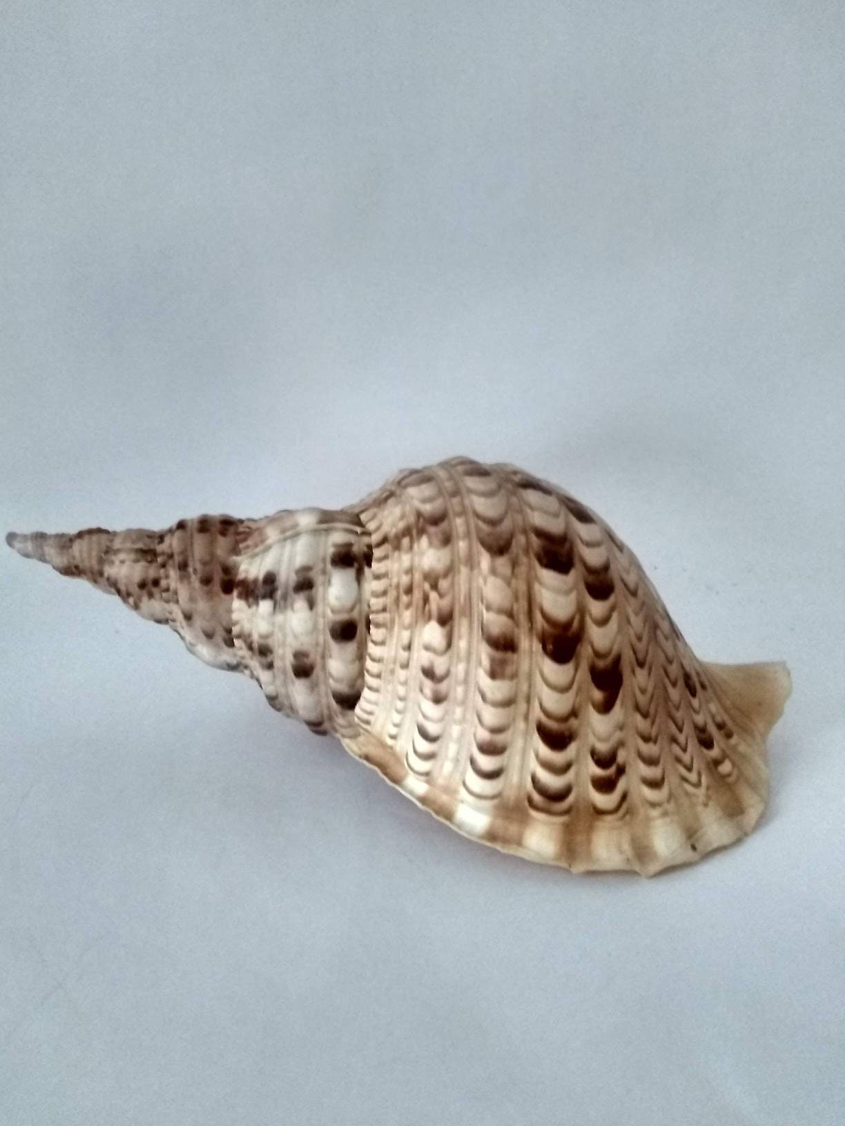Rare Charonia Tritonis Shell Pacific Triton Specimen 12" Trumpet - Etsy