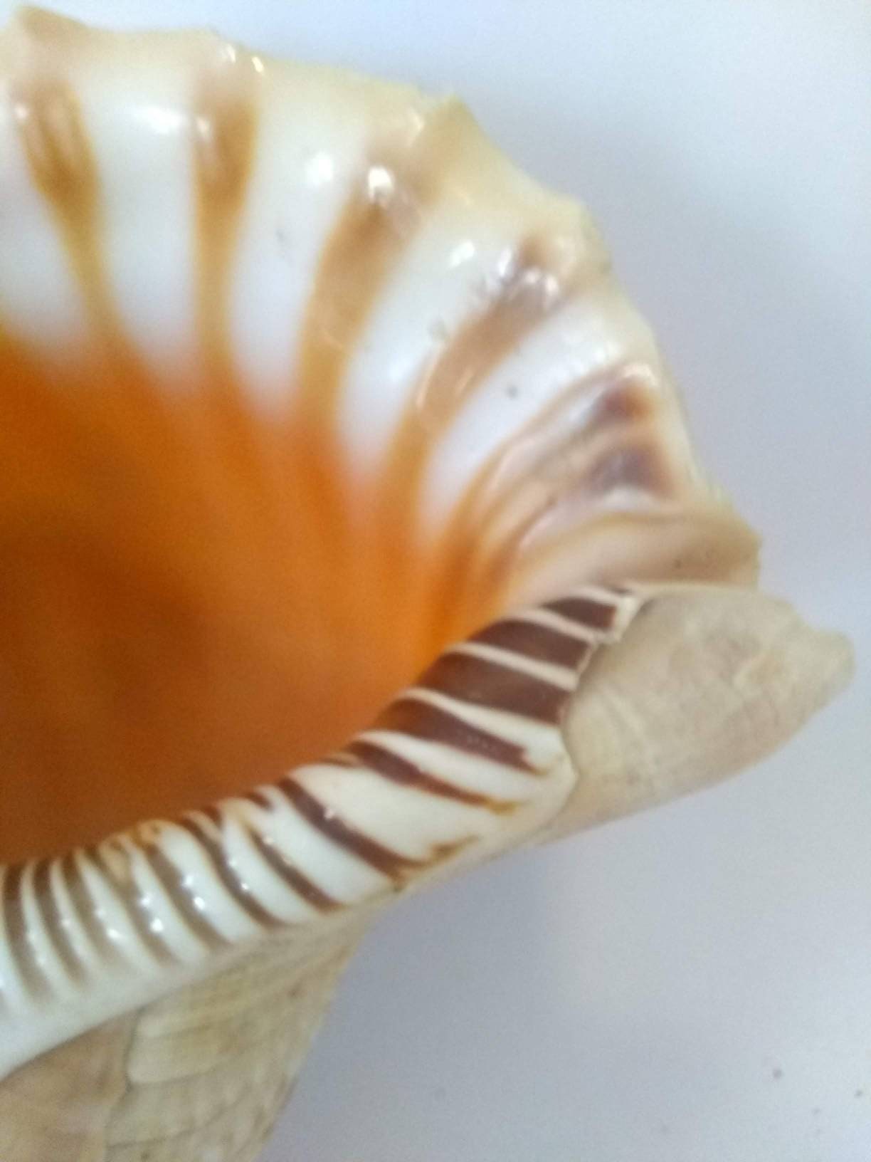 Rare Charonia Tritonis Shell Pacific Triton Specimen 12" Trumpet - Etsy