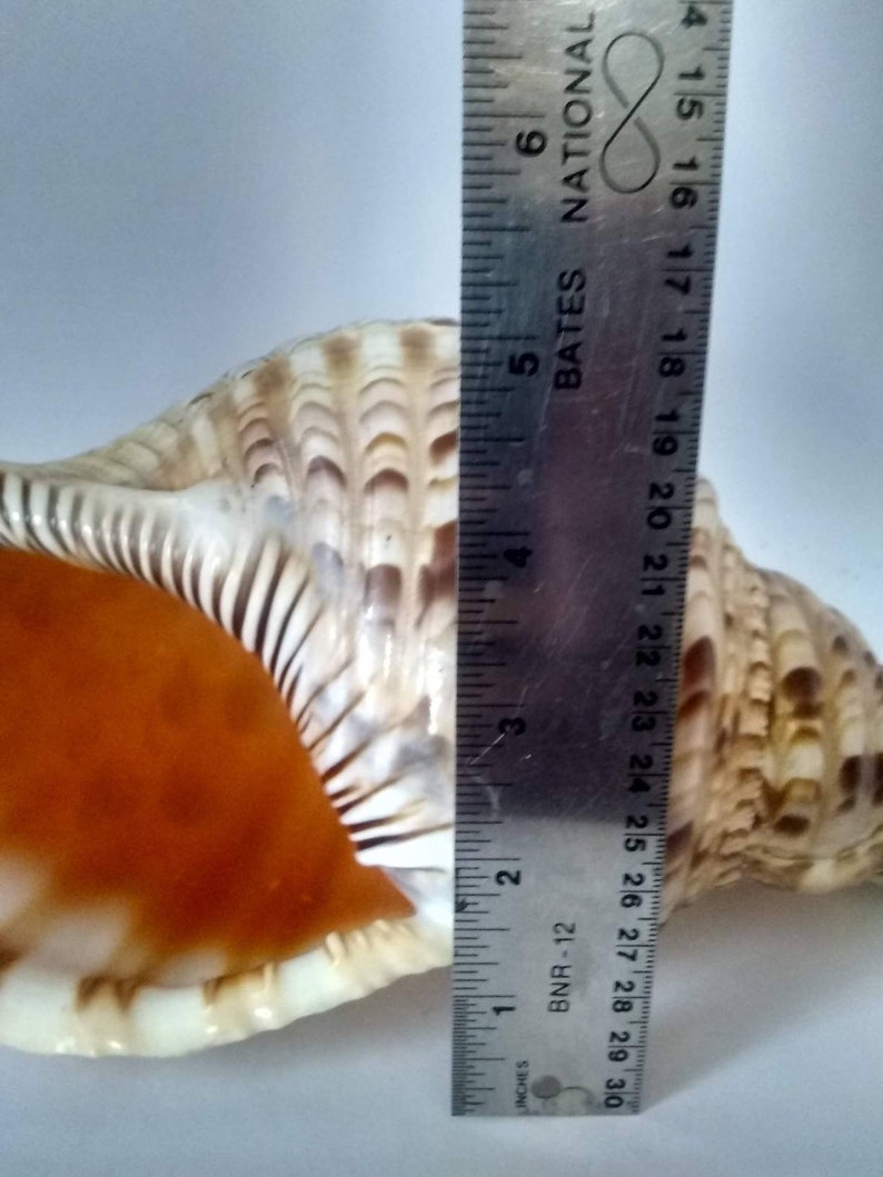Rare Charonia Tritonis Shell Pacific Triton Specimen 12" Trumpet - Etsy