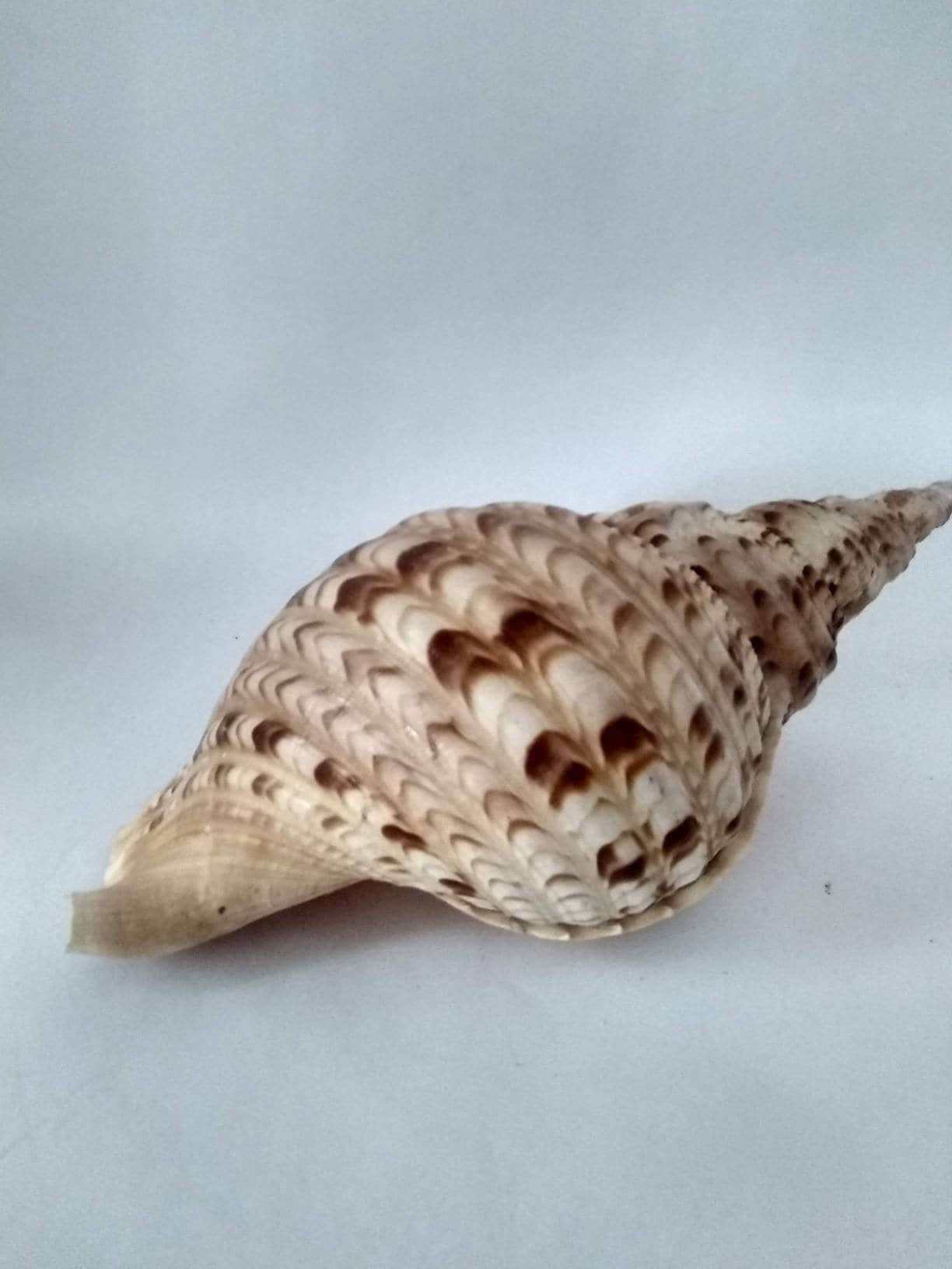 Rare Charonia Tritonis Shell Pacific Triton Specimen 12" Trumpet - Etsy