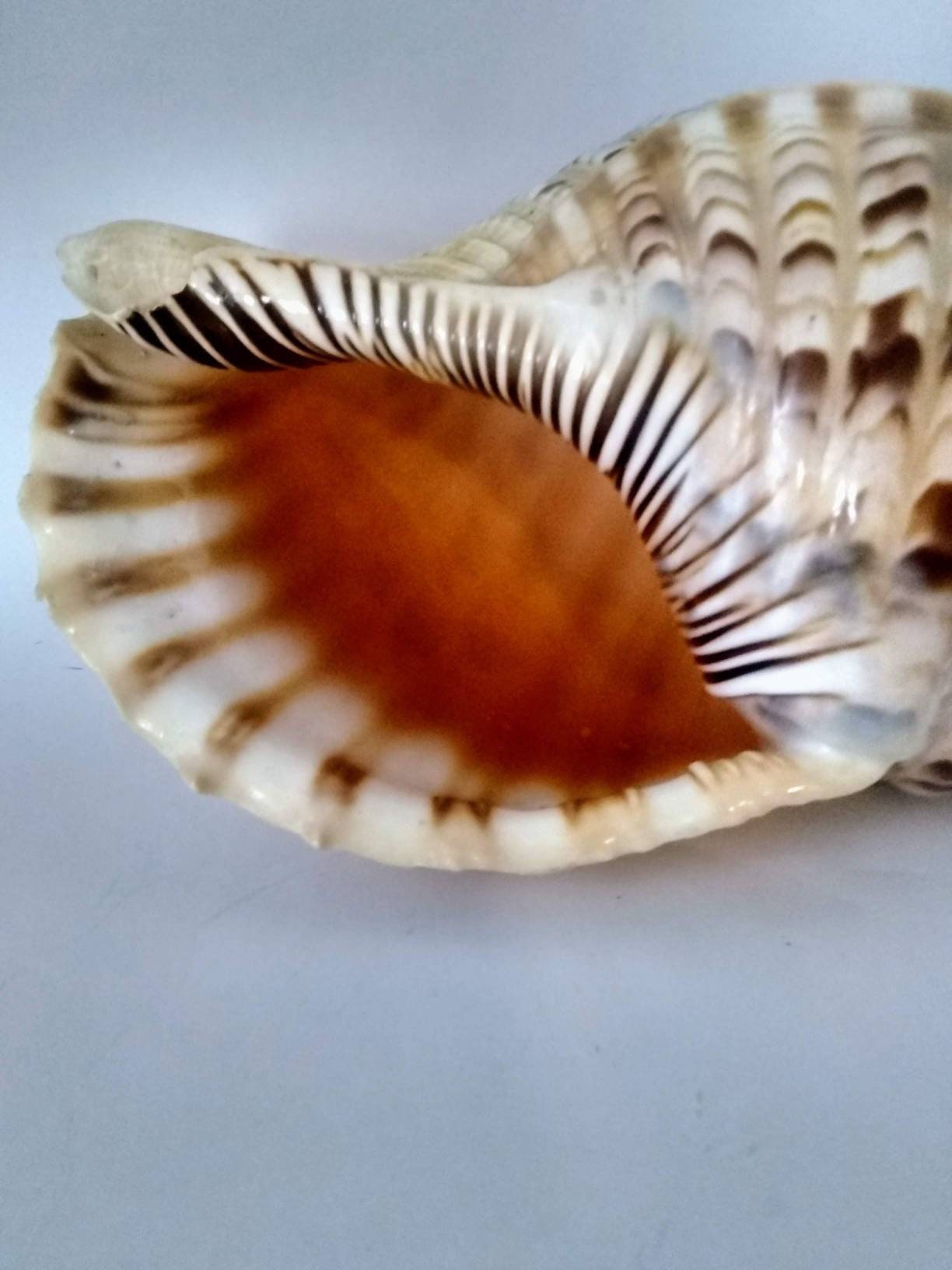 Rare Charonia Tritonis Shell Pacific Triton Specimen 12" Trumpet - Etsy