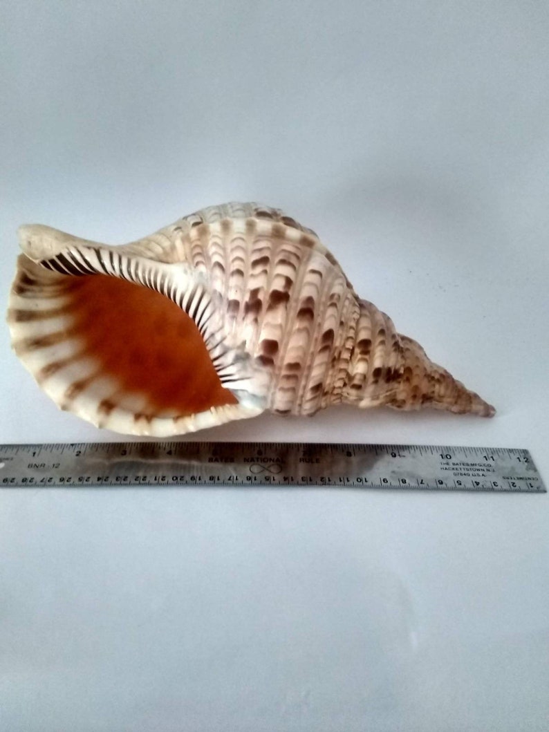 Rare Charonia Tritonis Shell Pacific Triton Specimen 12" Trumpet - Etsy
