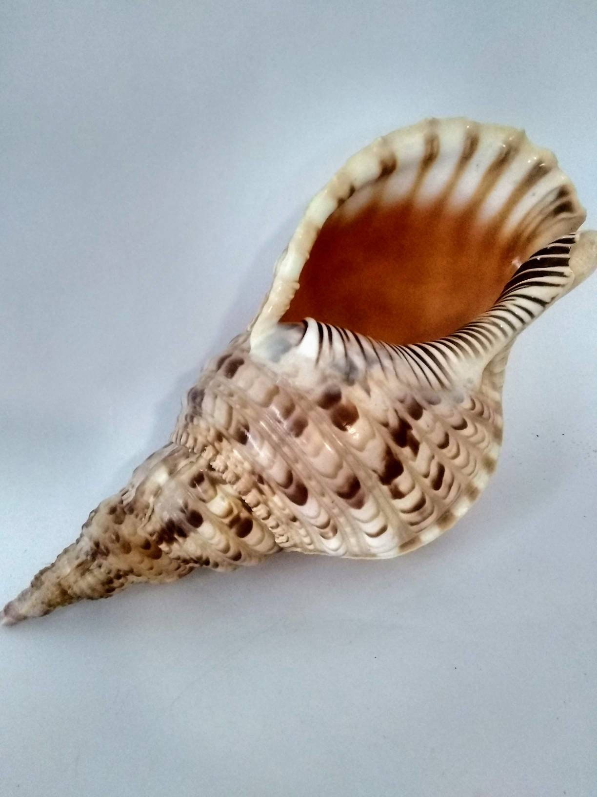 Rare Charonia Tritonis Shell Pacific Triton Specimen 12" Trumpet - Etsy