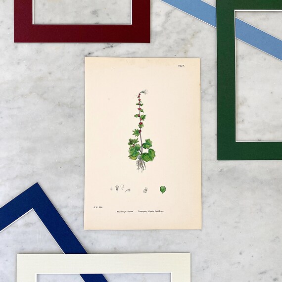 Original 1870s Drooping Alpine Saxifrage Antique/vintage - Etsy