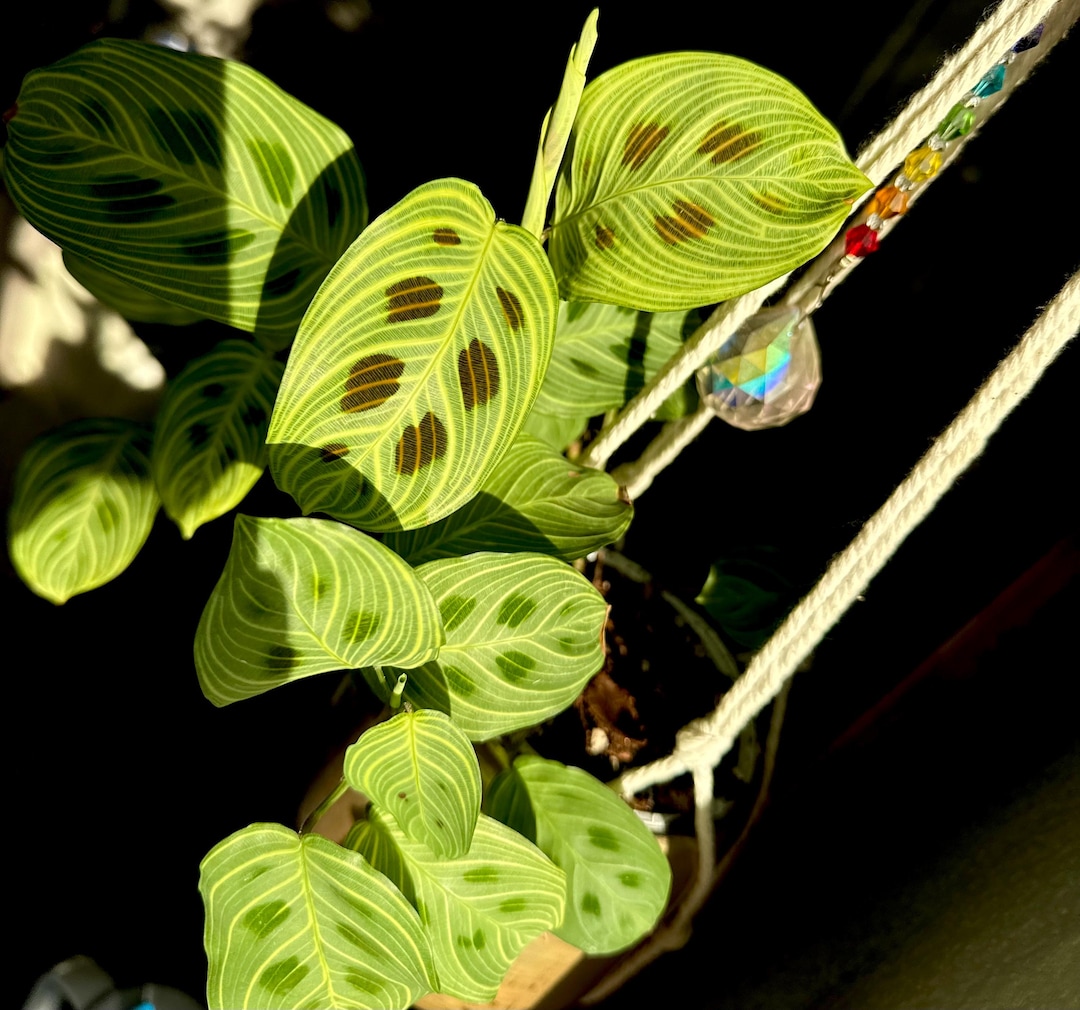 RARE Mantra Light Veins Cutting,houseplants,mantra,prayer Plant ...